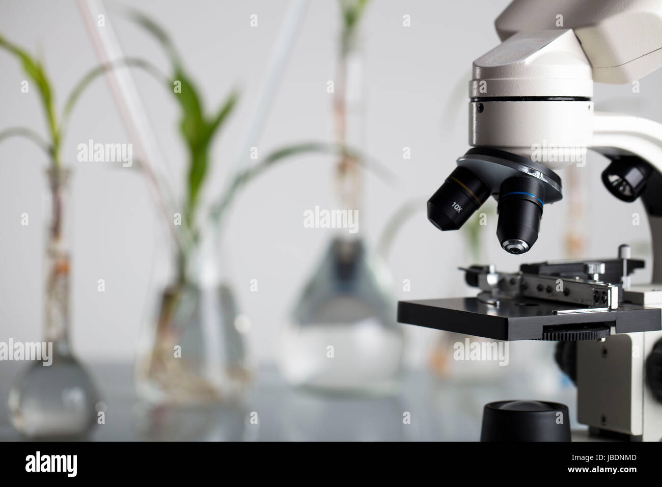 Plants in laboratory. Biotechnolgy concept. White background and glass ...
