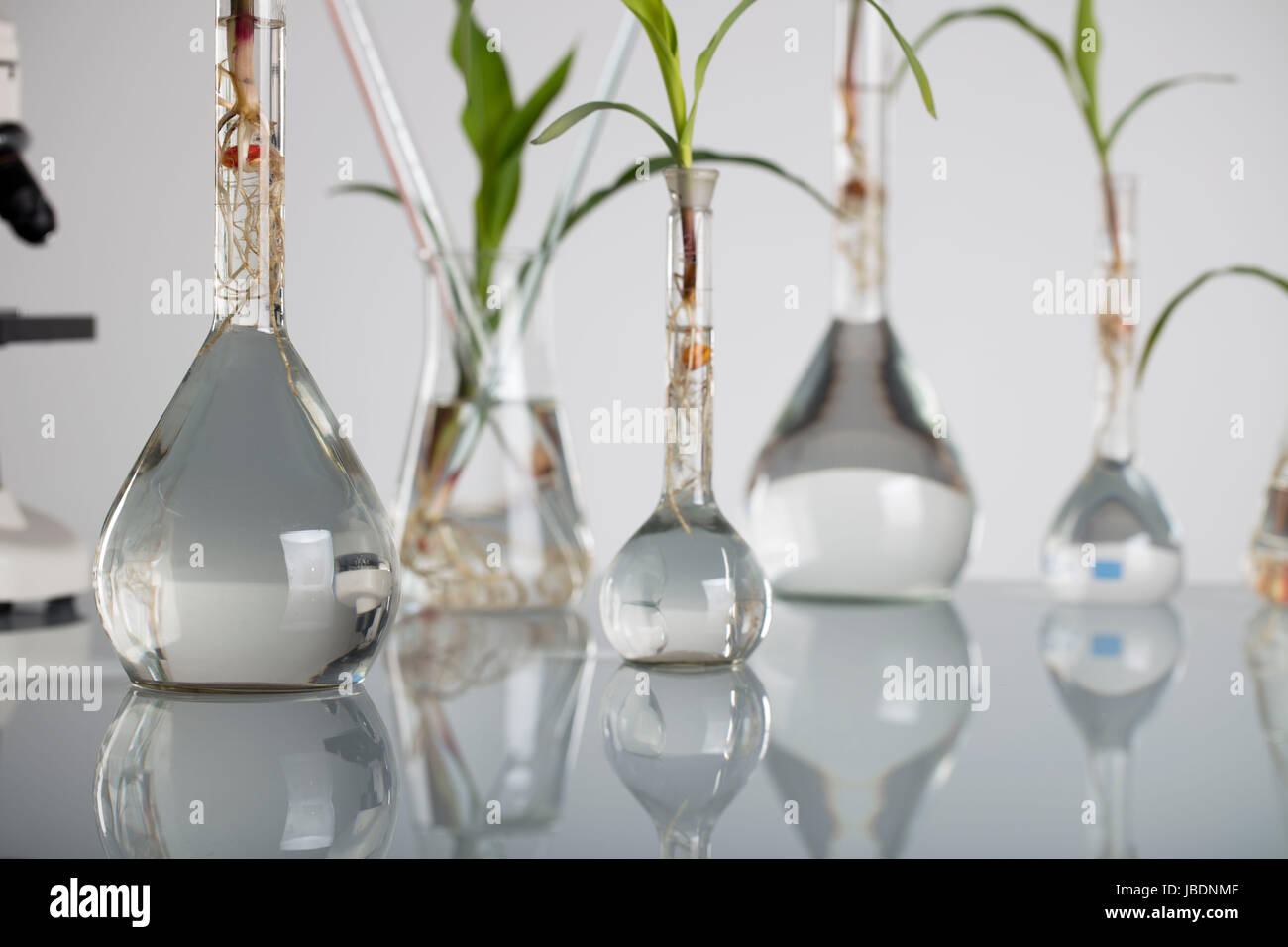 Plants in laboratory. Biotechnolgy concept. White background and glass ...