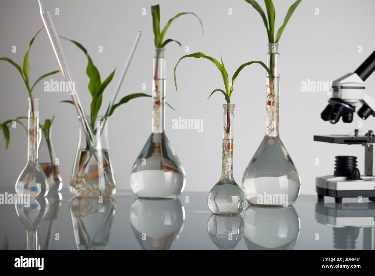 Plants in laboratory. Biotechnolgy concept. White background and glass ...