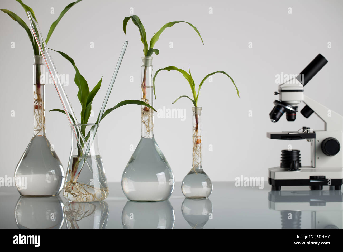 Plants in laboratory. Biotechnolgy concept. White background and glass ...