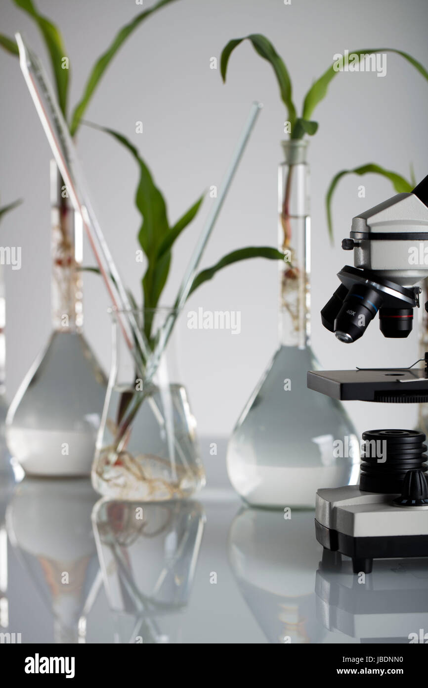 Plants in laboratory. Biotechnolgy concept. White background and glass ...