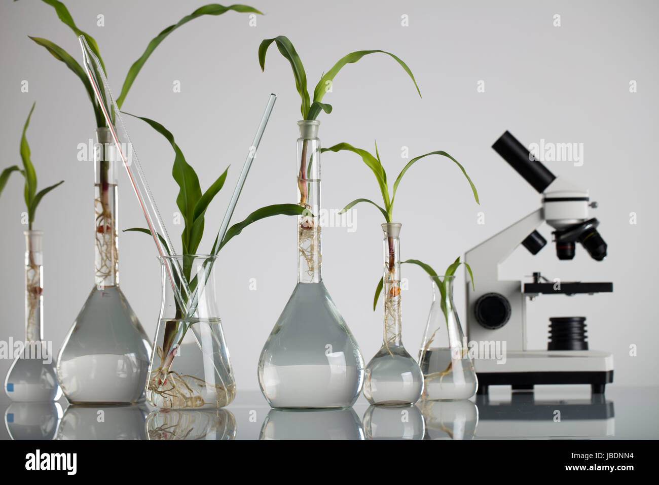 Plants in laboratory. Biotechnolgy concept. White background and glass ...