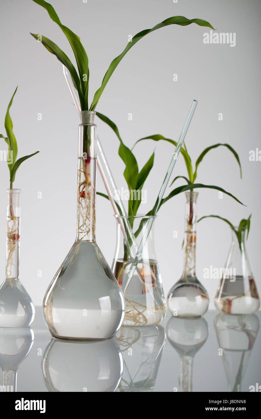 Plants in laboratory. Biotechnolgy concept. White background and glass ...