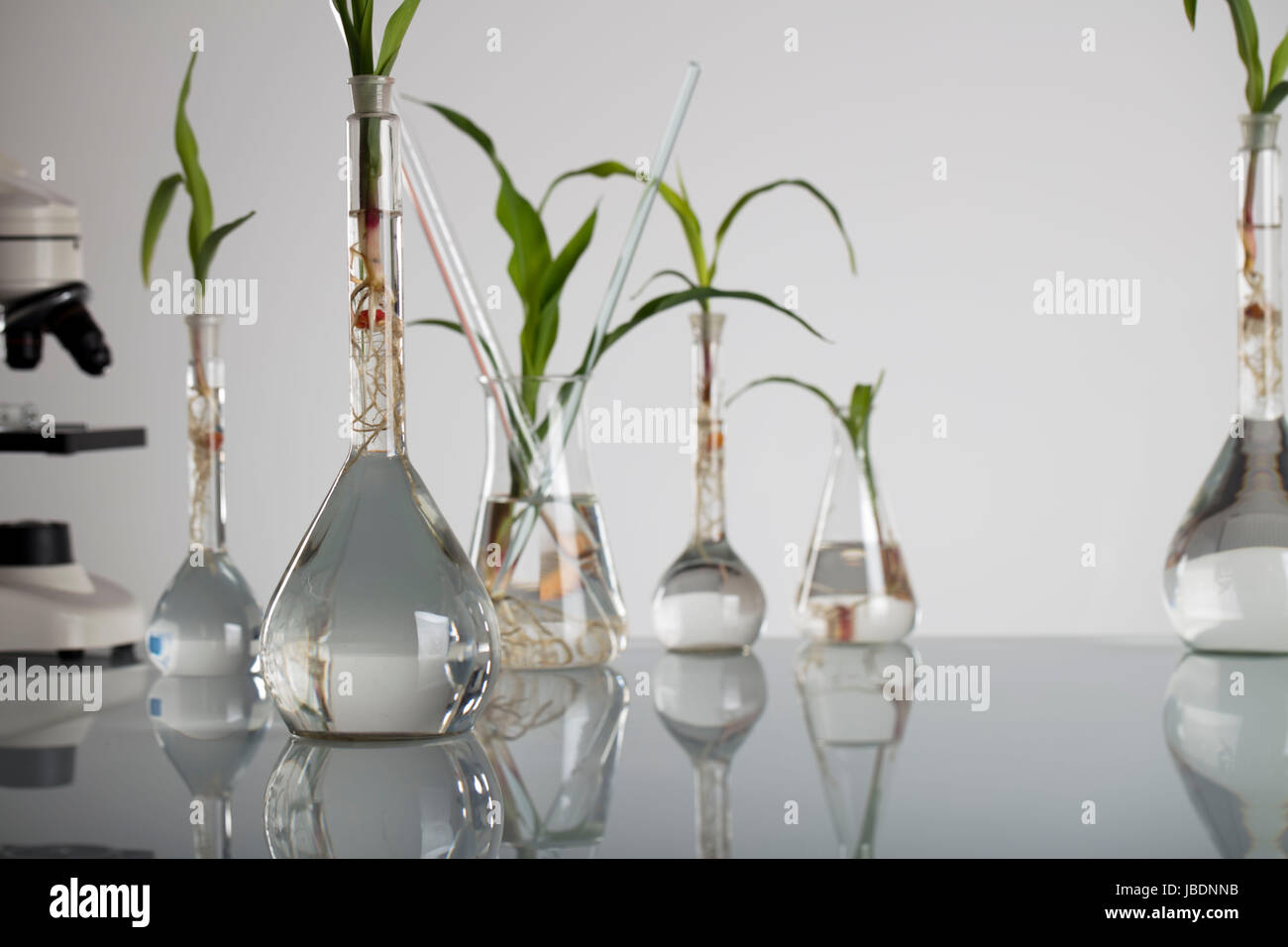 Plants in laboratory. Biotechnolgy concept. White background and glass ...