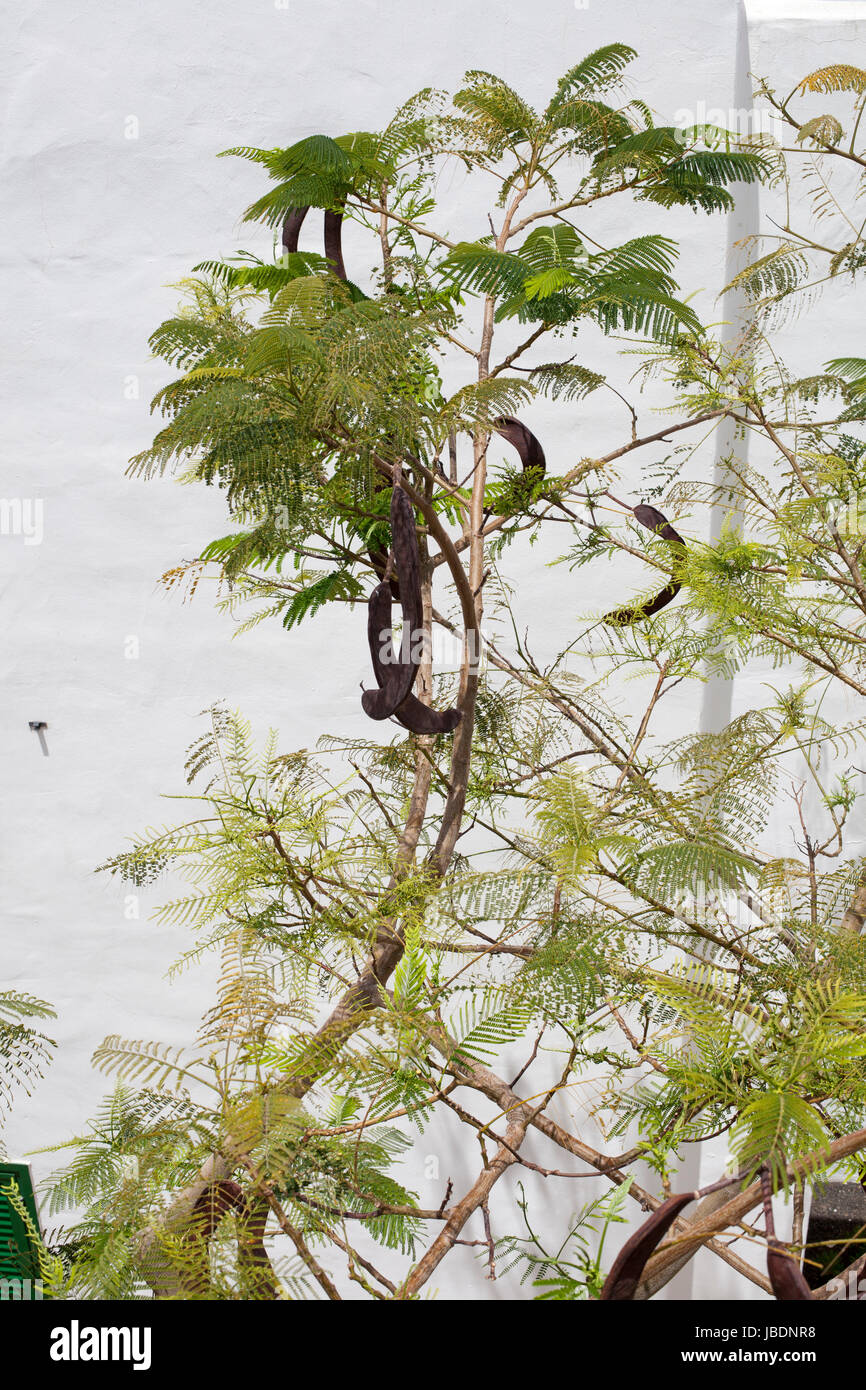 Vanilla tree hi-res stock photography and images - Alamy