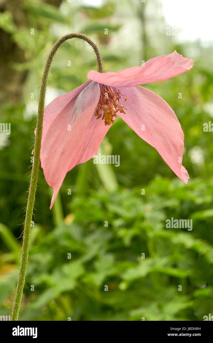 Meconopsis cookei hi-res stock photography and images - Alamy