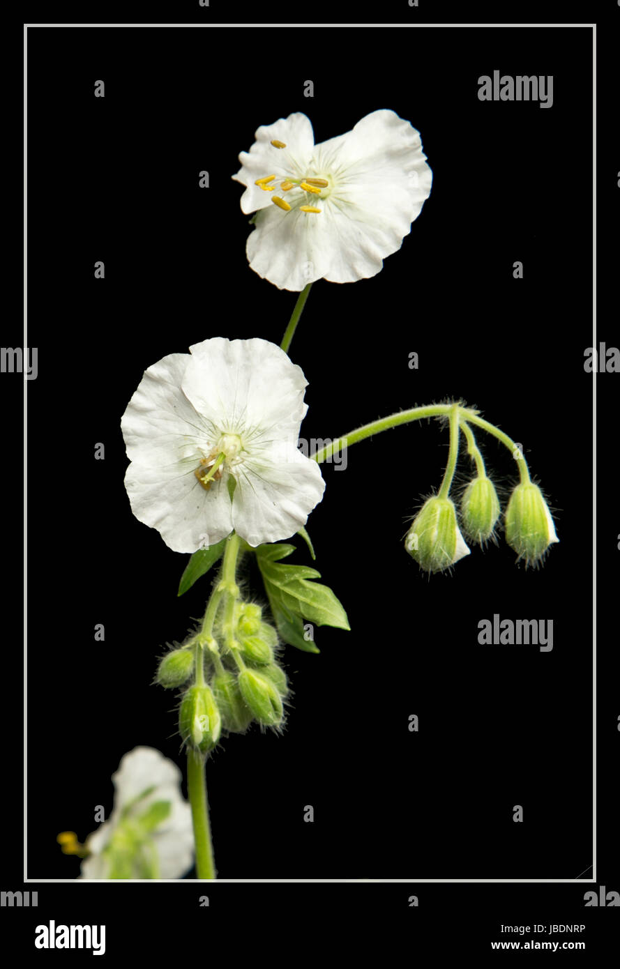 Geranium phaeum hi-res stock photography and images - Alamy