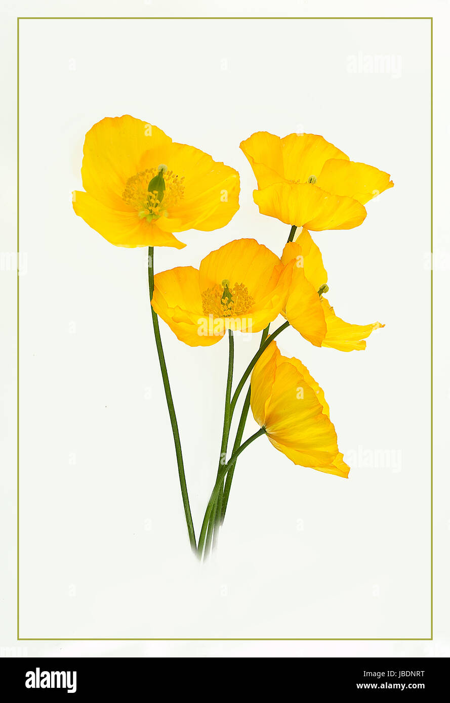 Papaver cambricum welsh poppy hi-res stock photography and images - Alamy