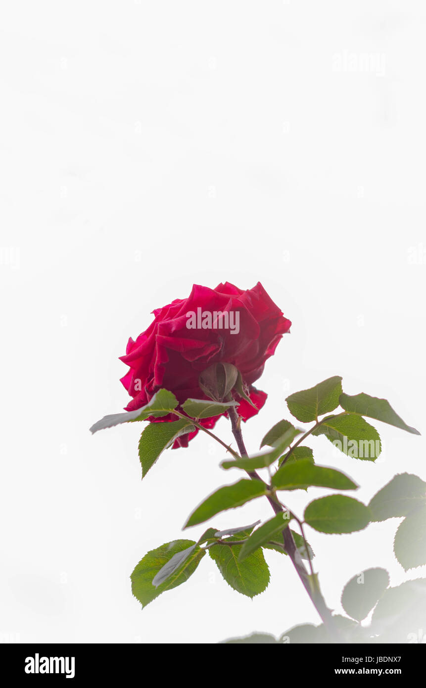 Rose stem tube hi-res stock photography and images - Alamy