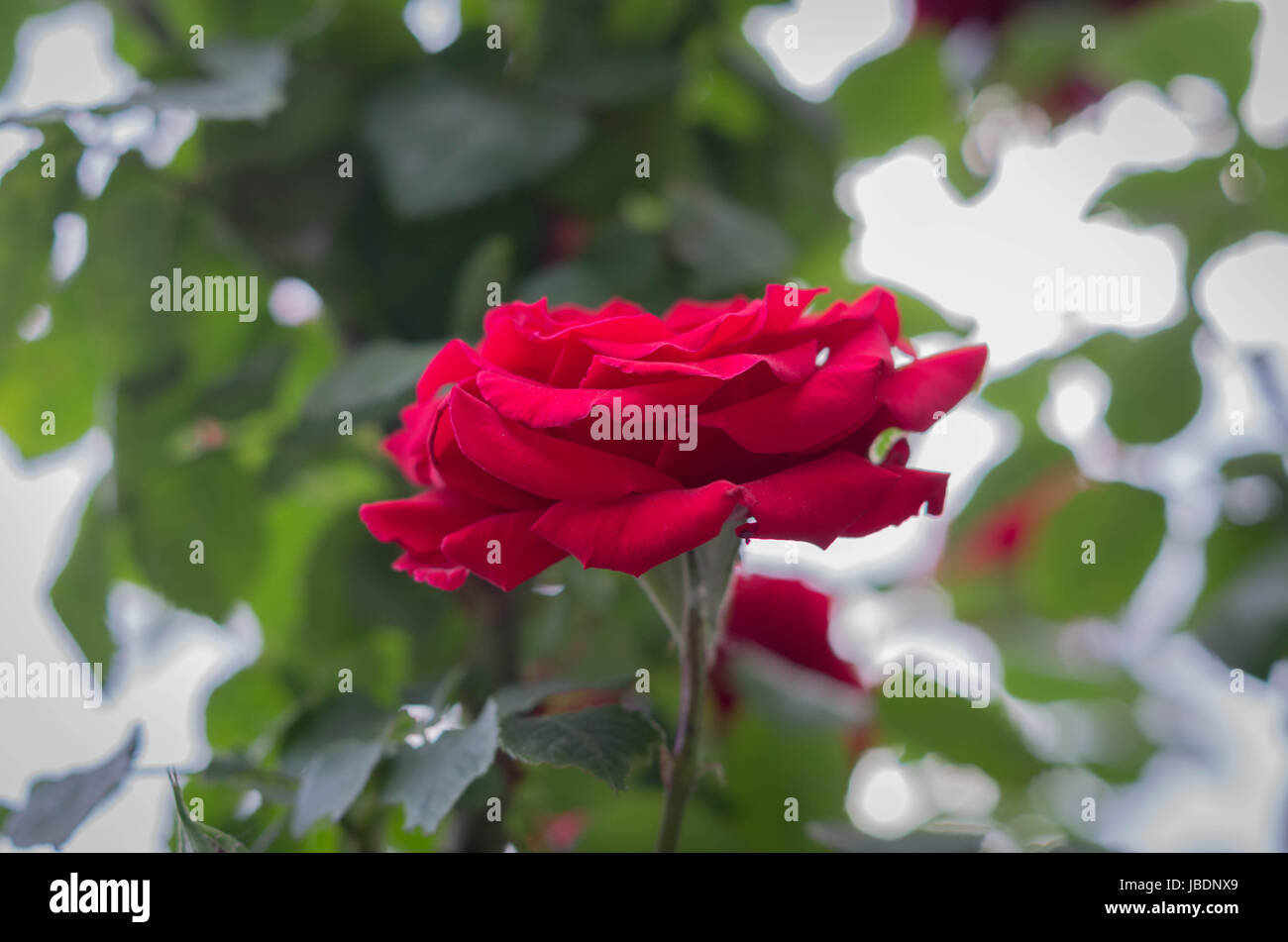 Home rose. Roses in nature. Living Rose. Rose side view Stock Photo - Alamy