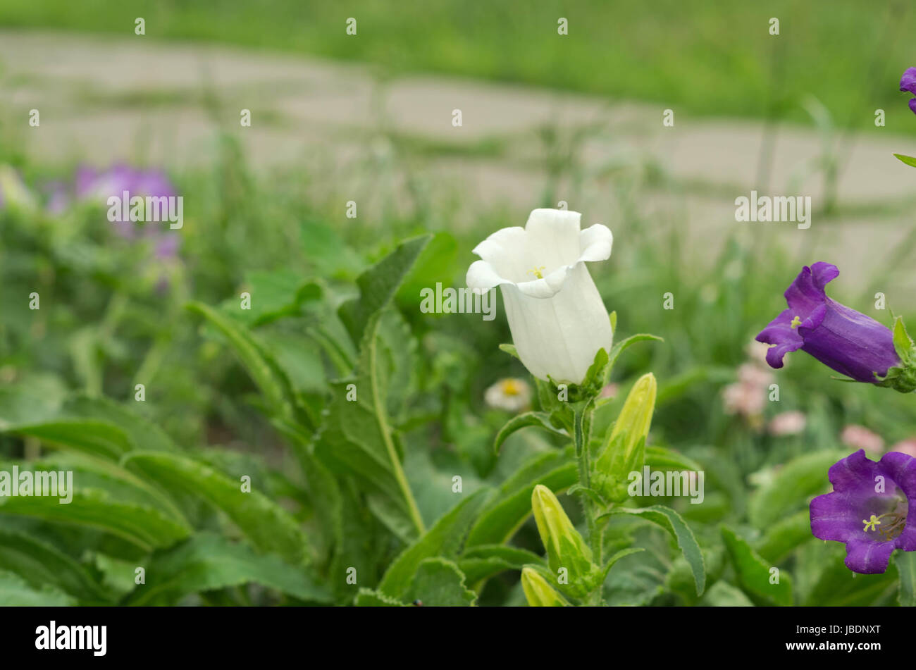 White Flower bell. A flower pot. Field flower Stock Photo - Alamy