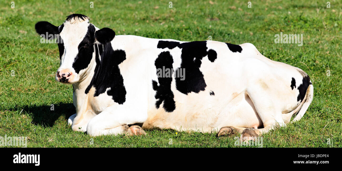 Cow lying down hi-res stock photography and images - Alamy