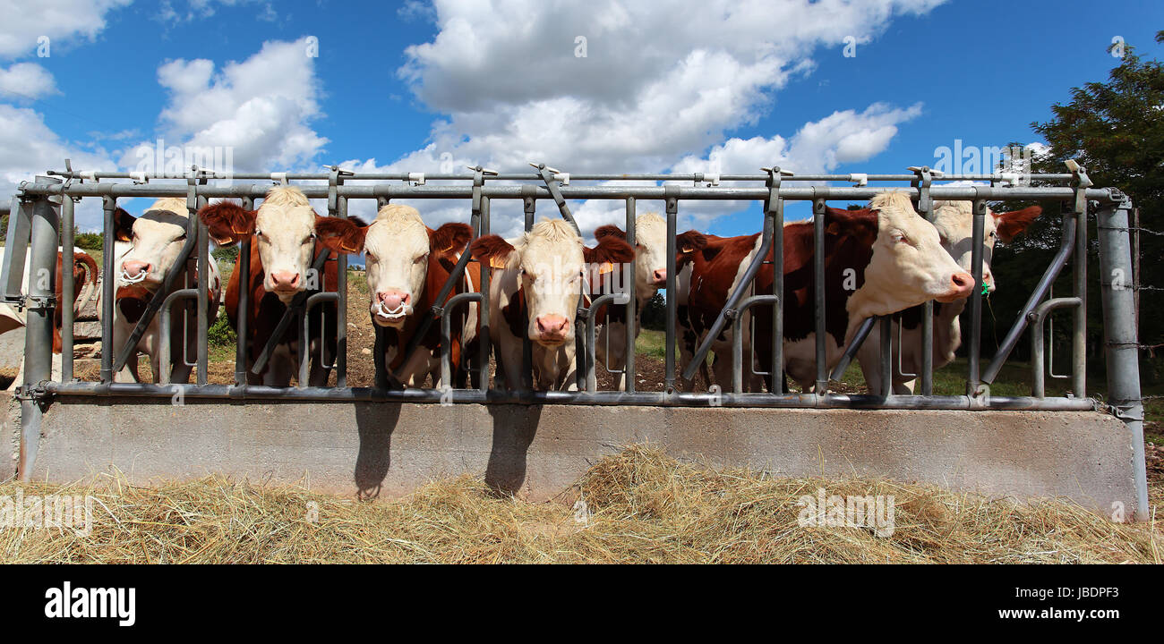 Cow in the farm Stock Photo - Alamy
