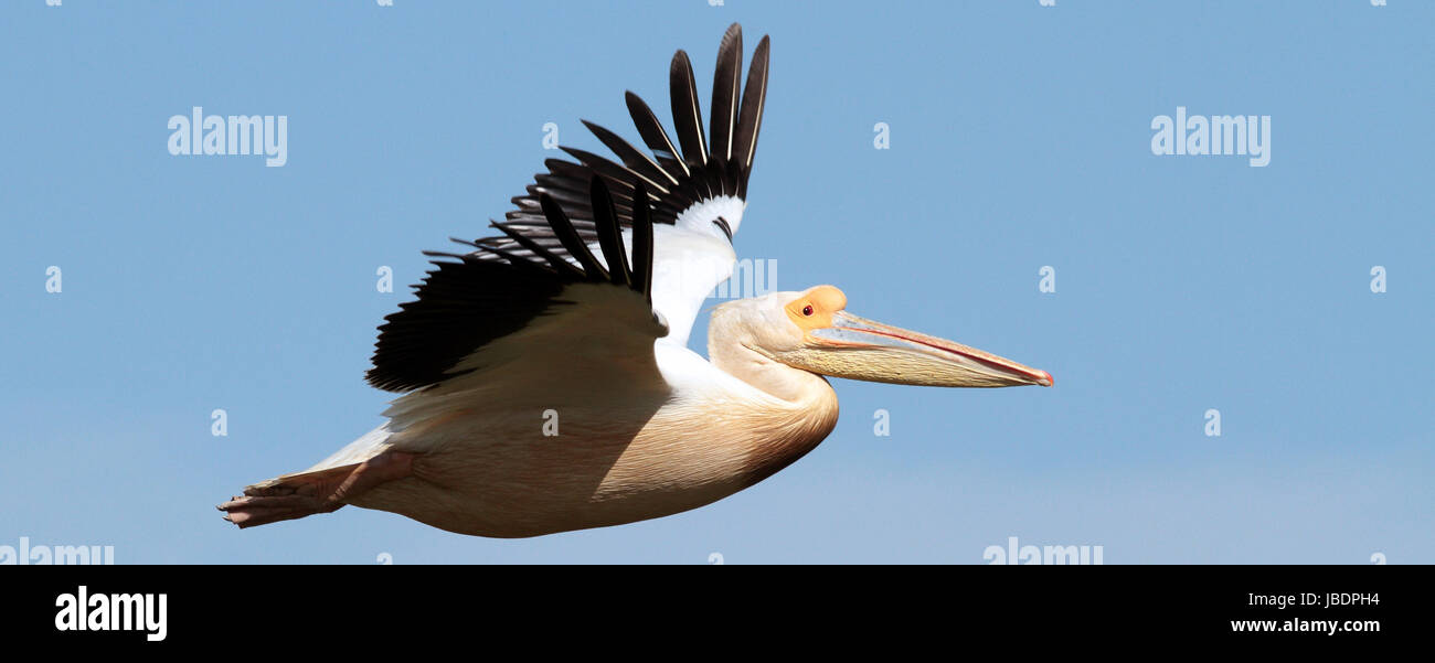 Sea snake eating fish hi-res stock photography and images - Alamy