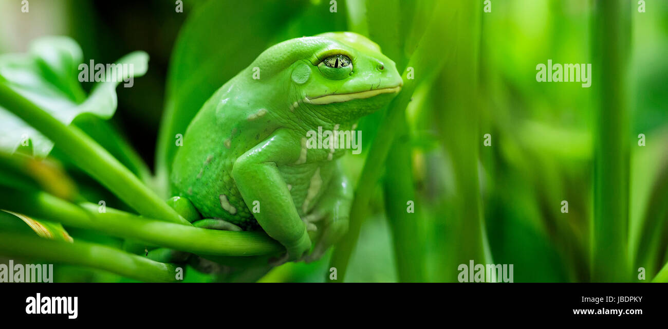 Waxy monkey tree frog hi-res stock photography and images - Alamy