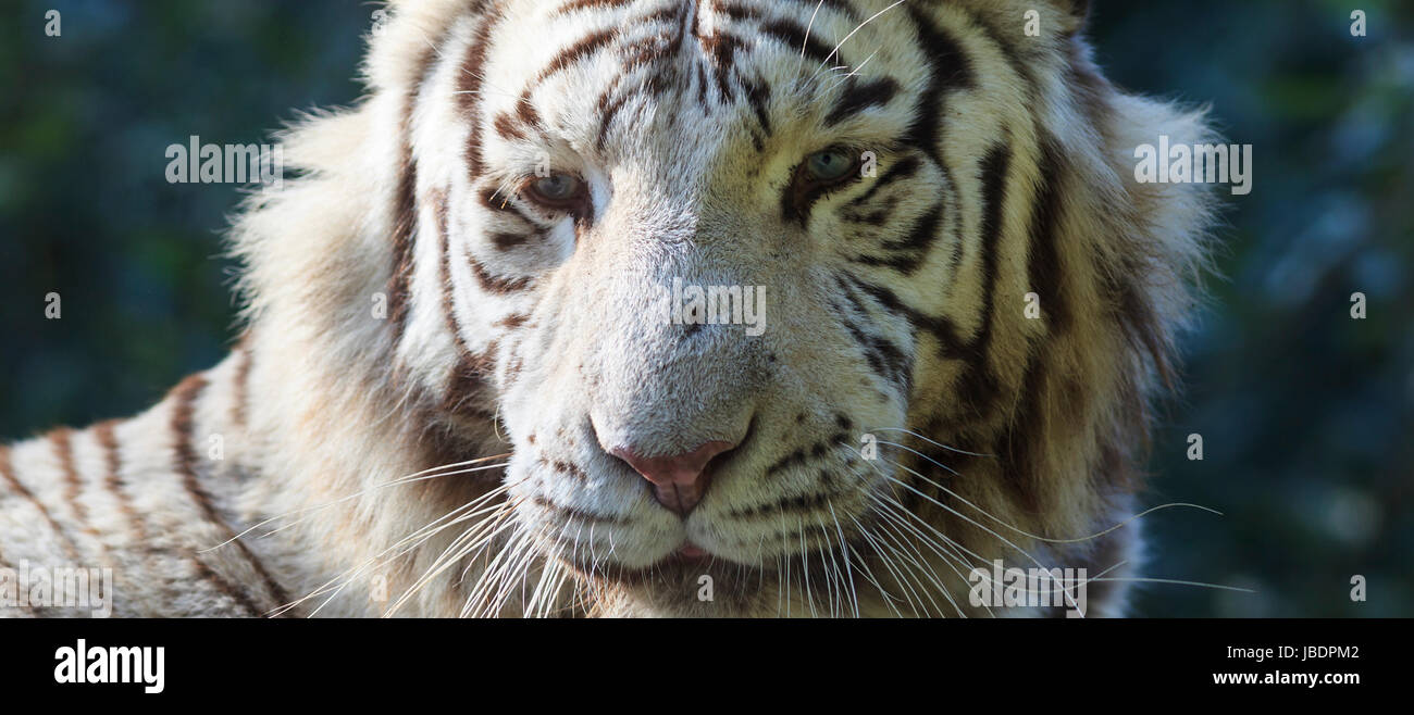Portrait of white tiger Stock Photo - Alamy