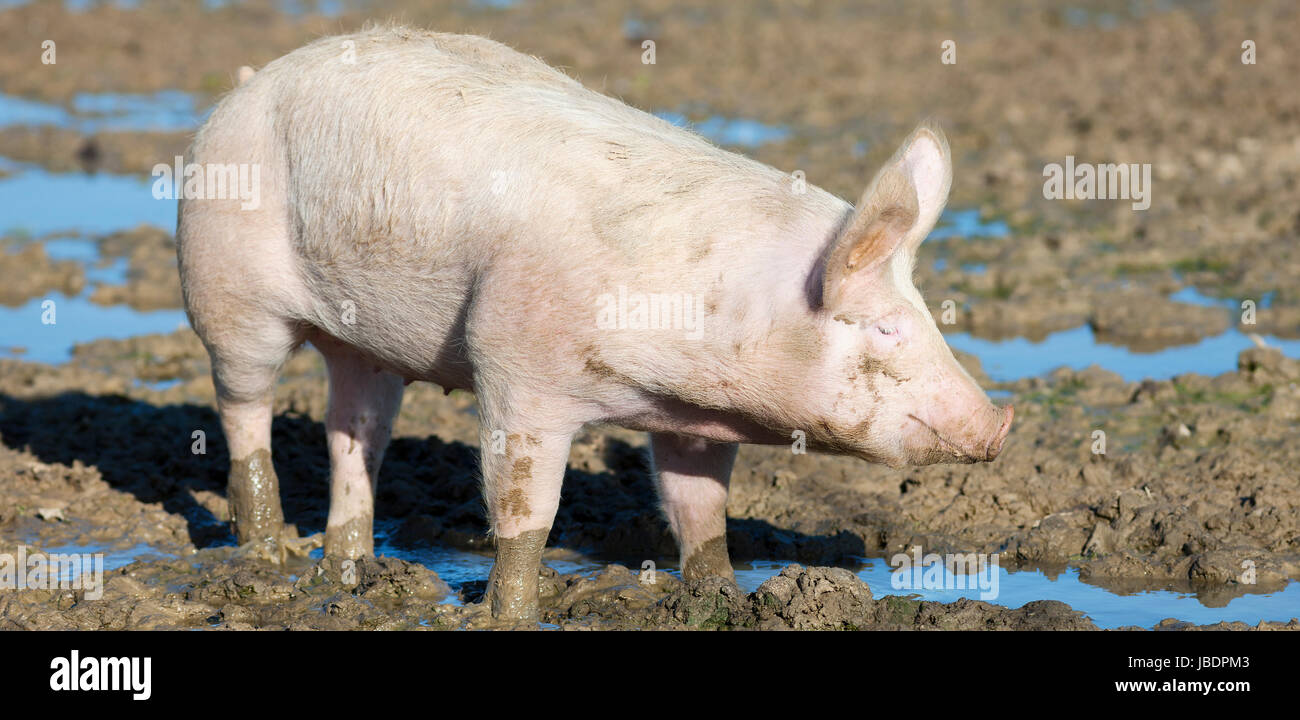 Big pig hi-res stock photography and images - Alamy