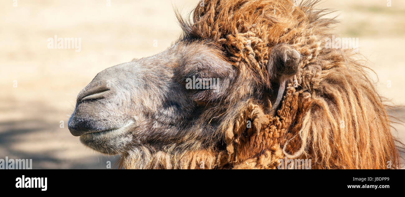 view of camel head Stock Photo - Alamy