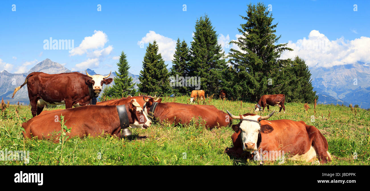 View of mountain landscape with cows Stock Photo - Alamy