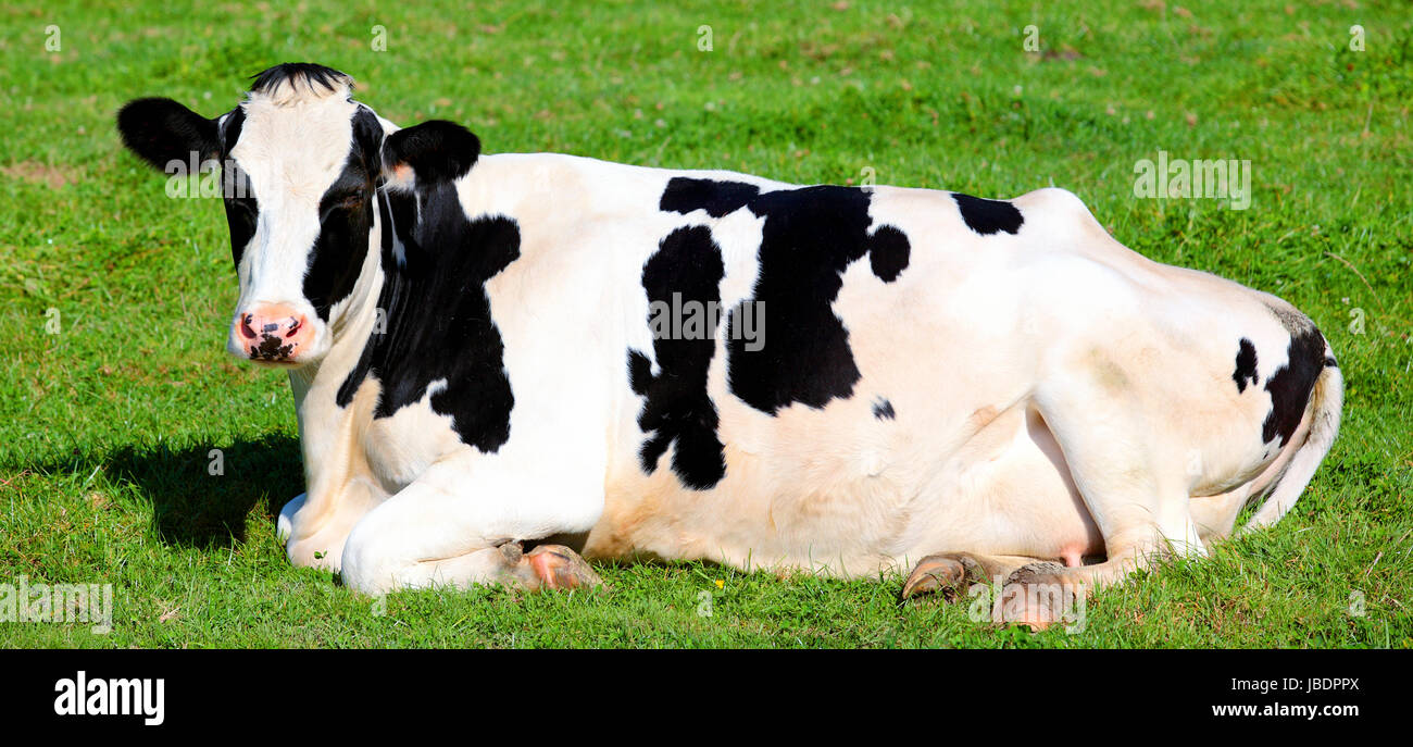 Black and white cow lying down on green grass, horizontal view Stock ...