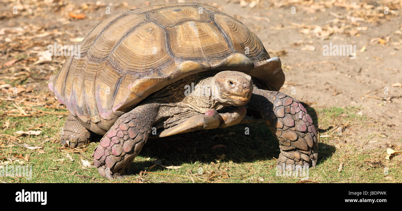 giant tortoise walking on the earth Stock Photo - Alamy