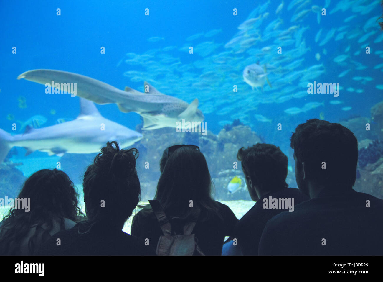 Shark tank in the oceanarium in lisbon hi-res stock photography and ...