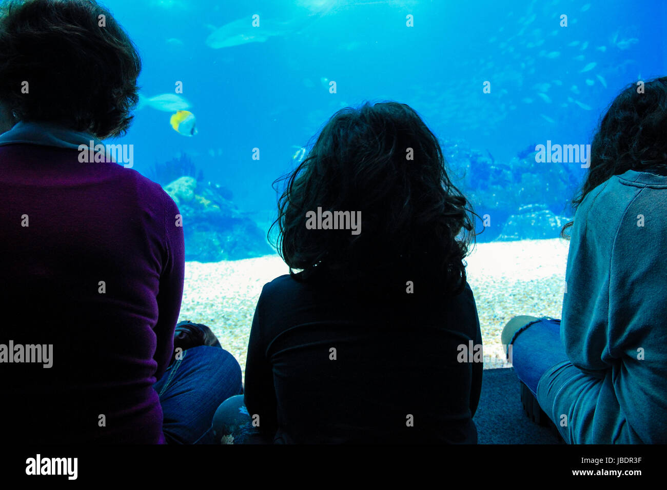 Shark tank in the oceanarium in lisbon hi-res stock photography and ...