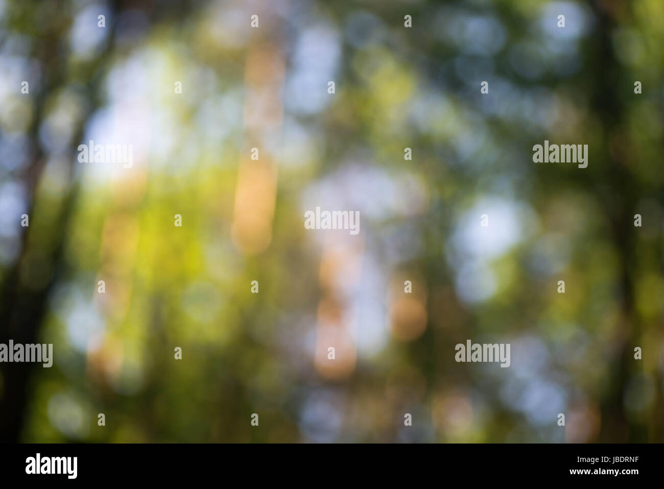 nature blurred spring forest background Stock Photo - Alamy