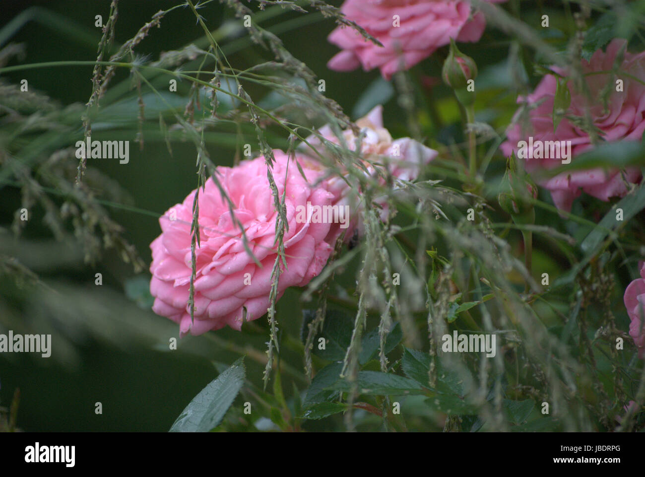 Beautiful garden roses Stock Photo - Alamy