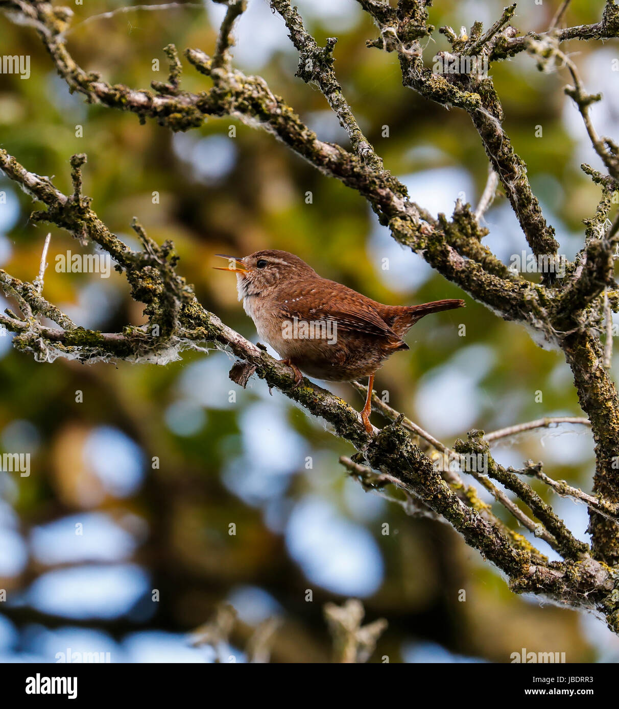 Chubby Bird High Resolution Stock Photography and Images - Alamy