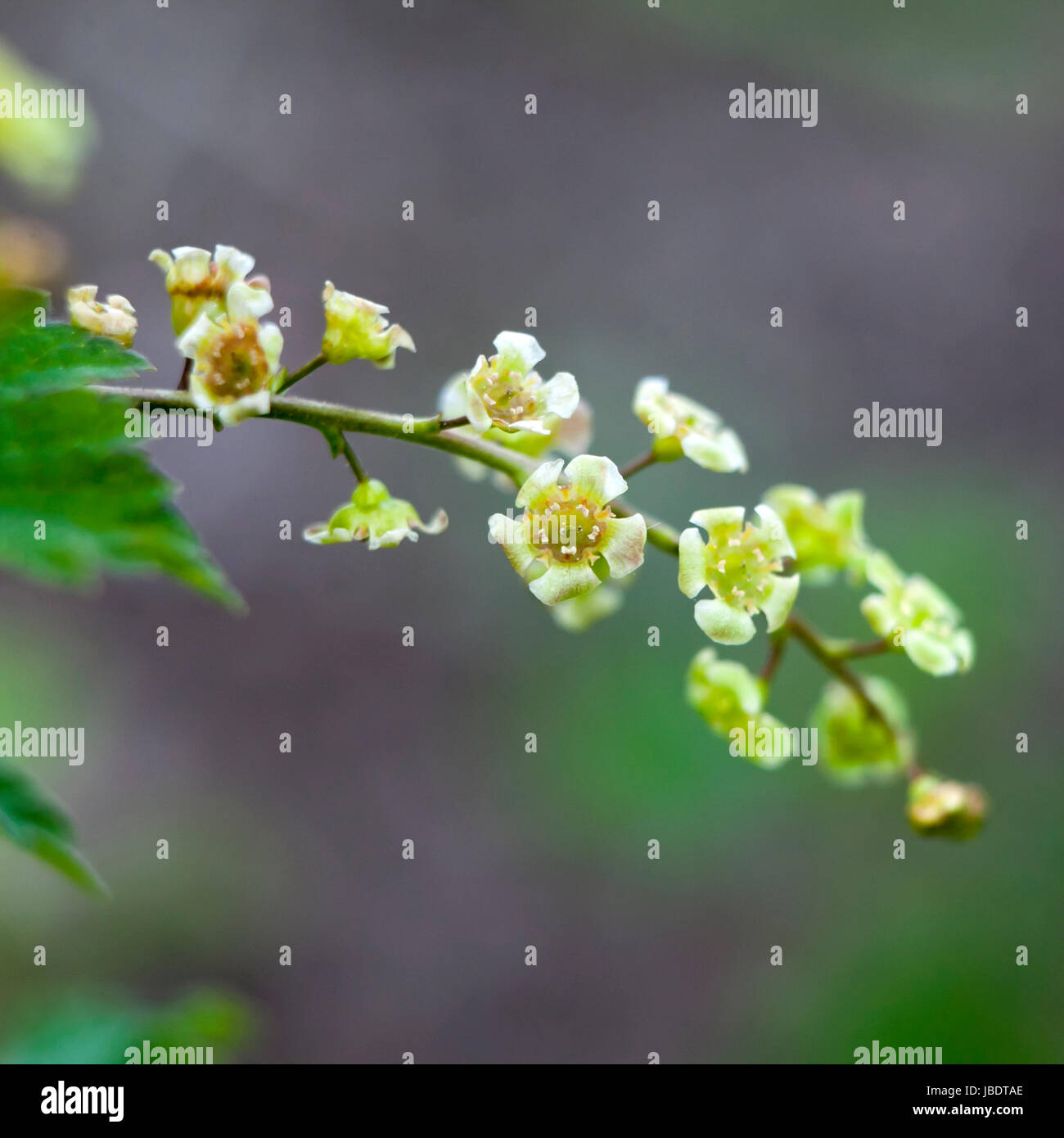 the Ribes rubrum. Redcurrant jonkheer van tets flowers Stock Photo - Alamy