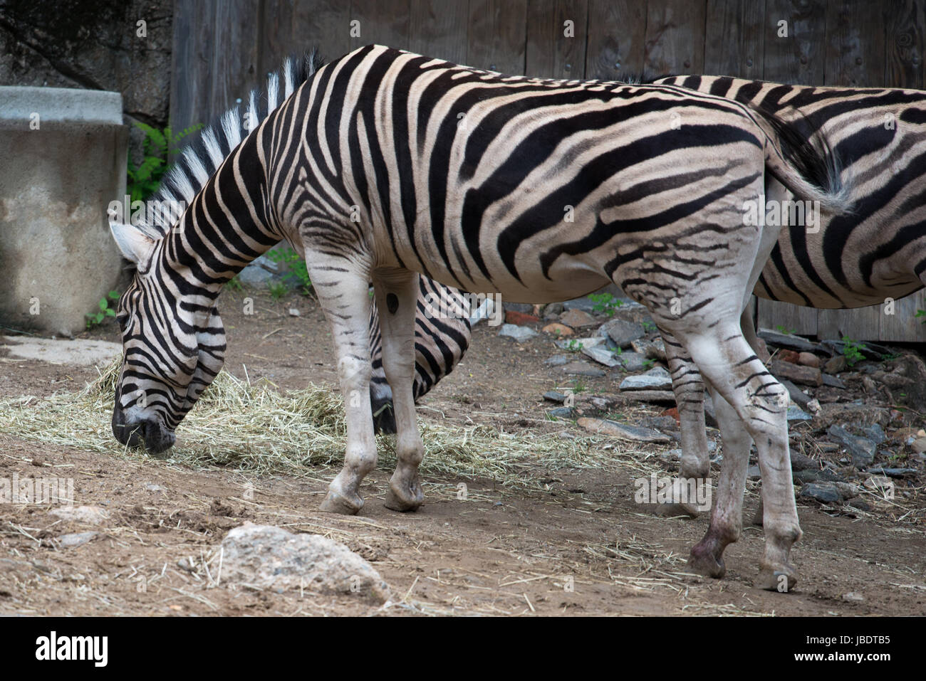 Philadelphia zoo black and white hi-res stock photography and images ...