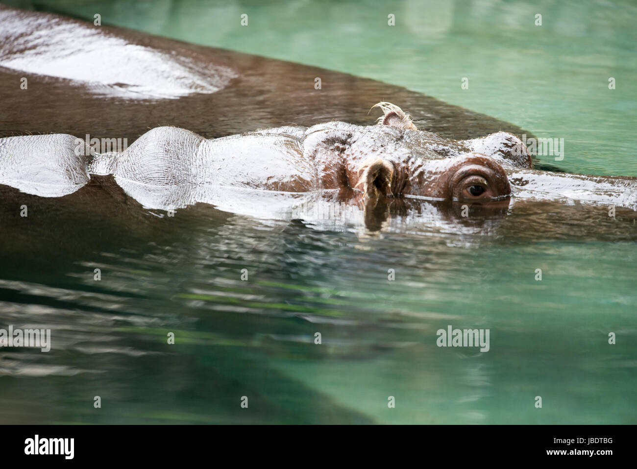 Hippopotamus Hippopotamus amphibius at Philadelphia Zoo Stock Photo - Alamy