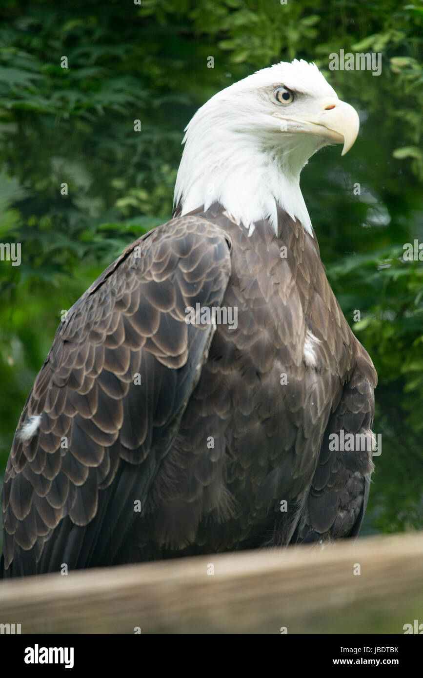 Bald eagle Haliaeetus leucocephalus at Philadelphia Zoo Stock Photo - Alamy