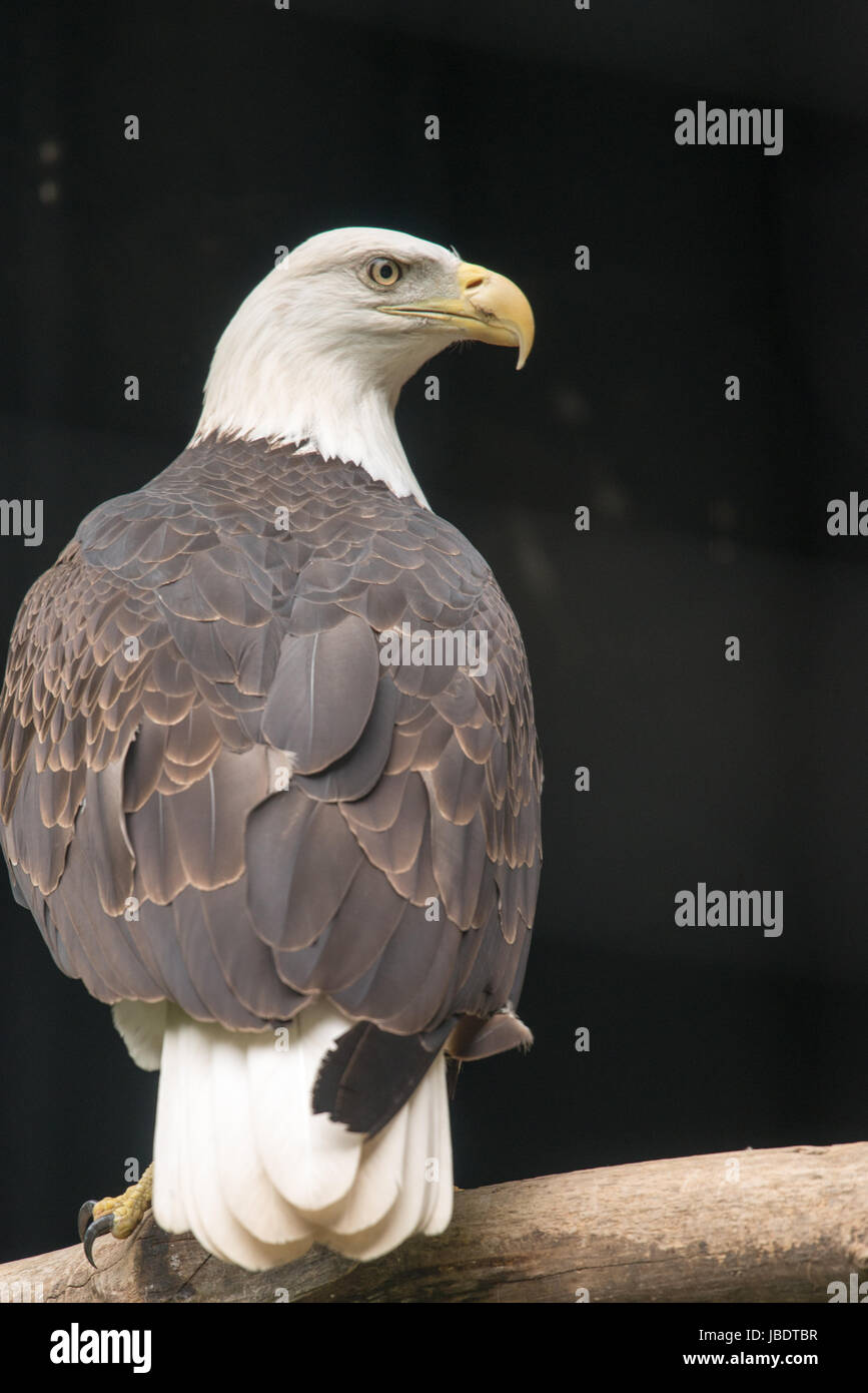 Falling Eagle Feather