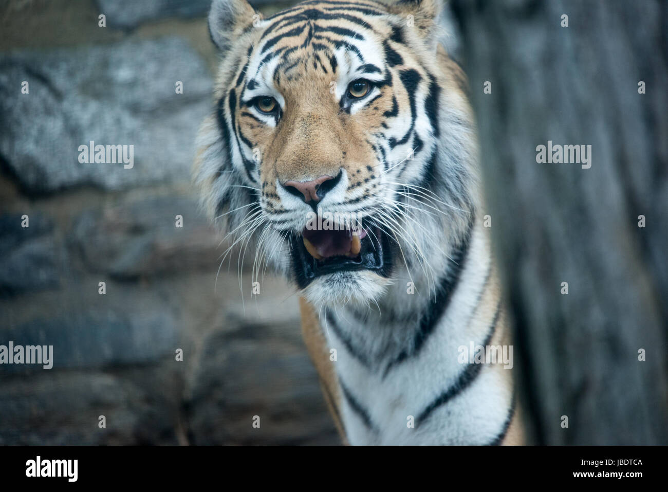 Bengal tiger Panthera tigris tigris at Philadelphia Zoo Stock Photo - Alamy