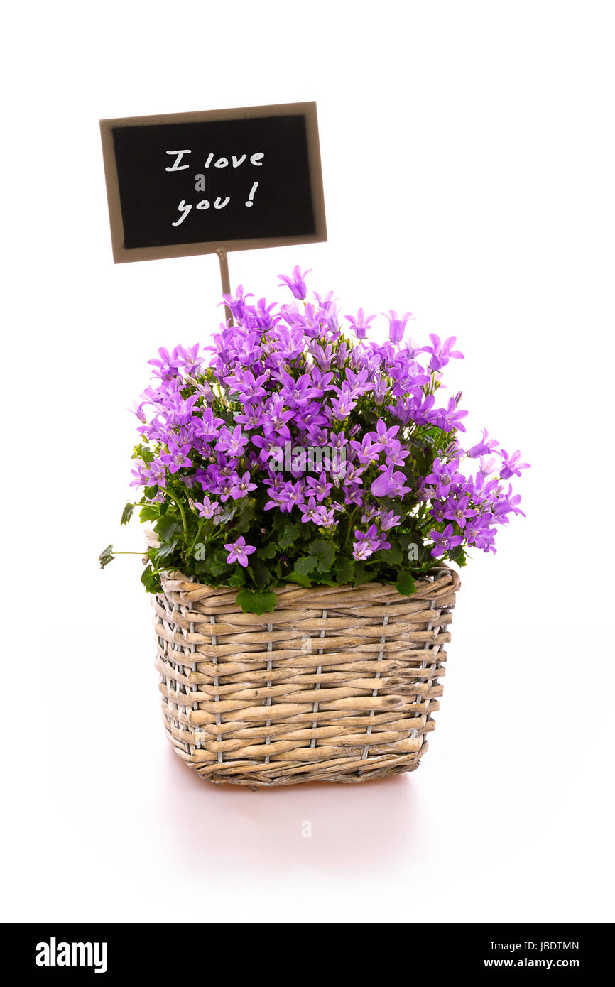 Shield flower hi-res stock photography and images - Alamy