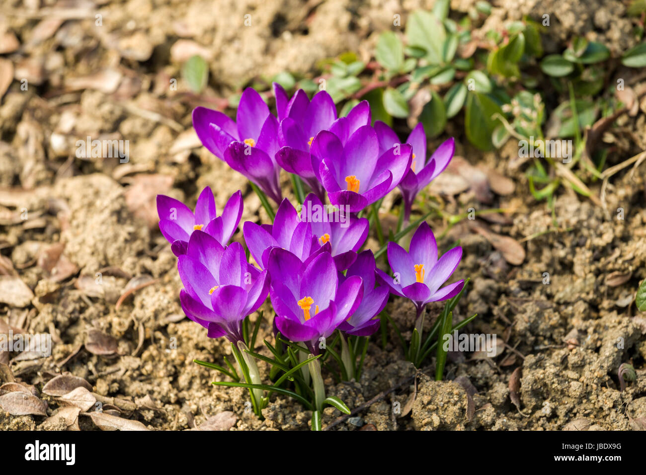 one of the first spring flowers in garden Stock Photo - Alamy