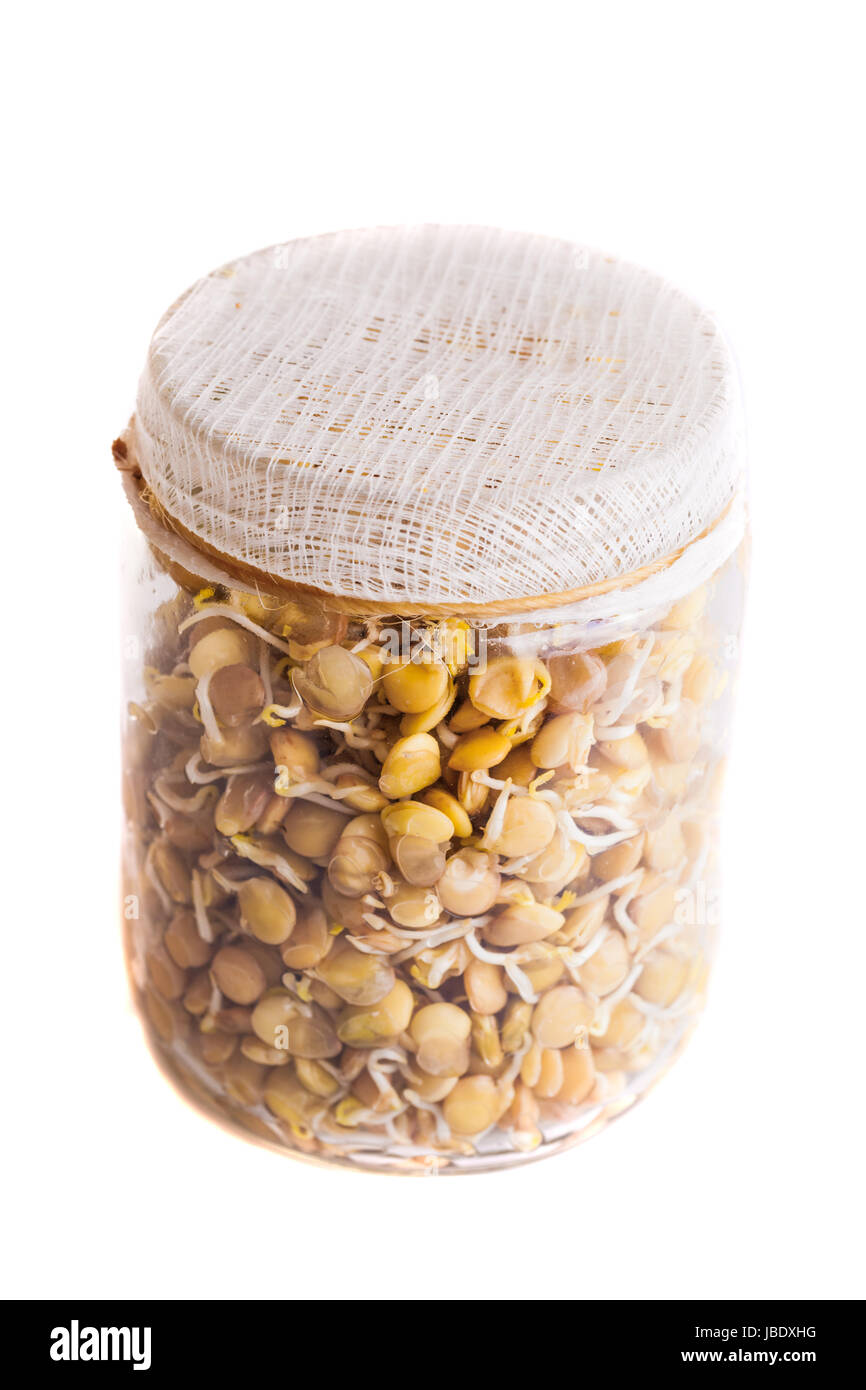 Top View of Sprouting Lentils Growing in a Glass Jar Isolated on White ...