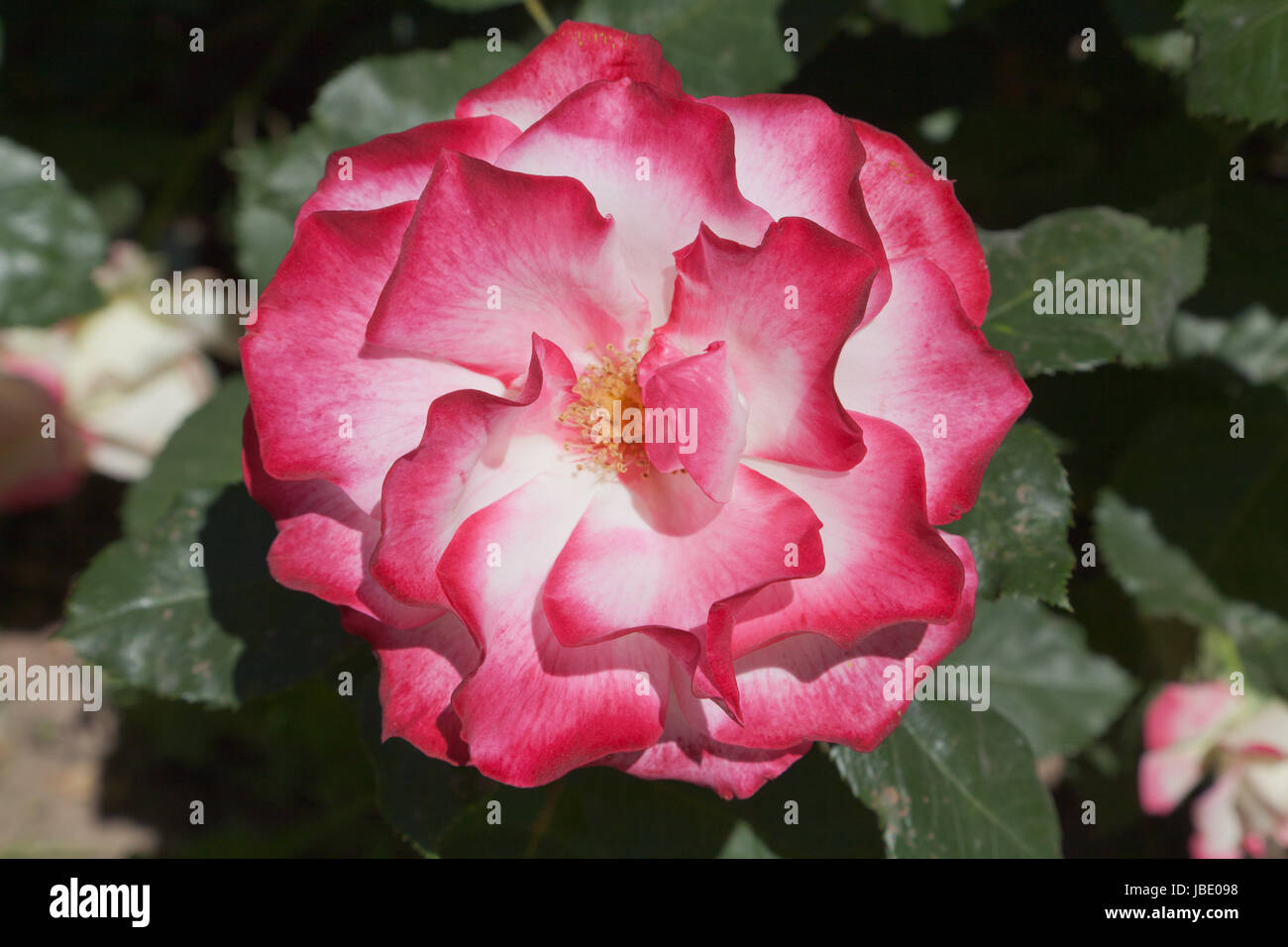 Bicolor red white rose bloom hi-res stock photography and images - Alamy