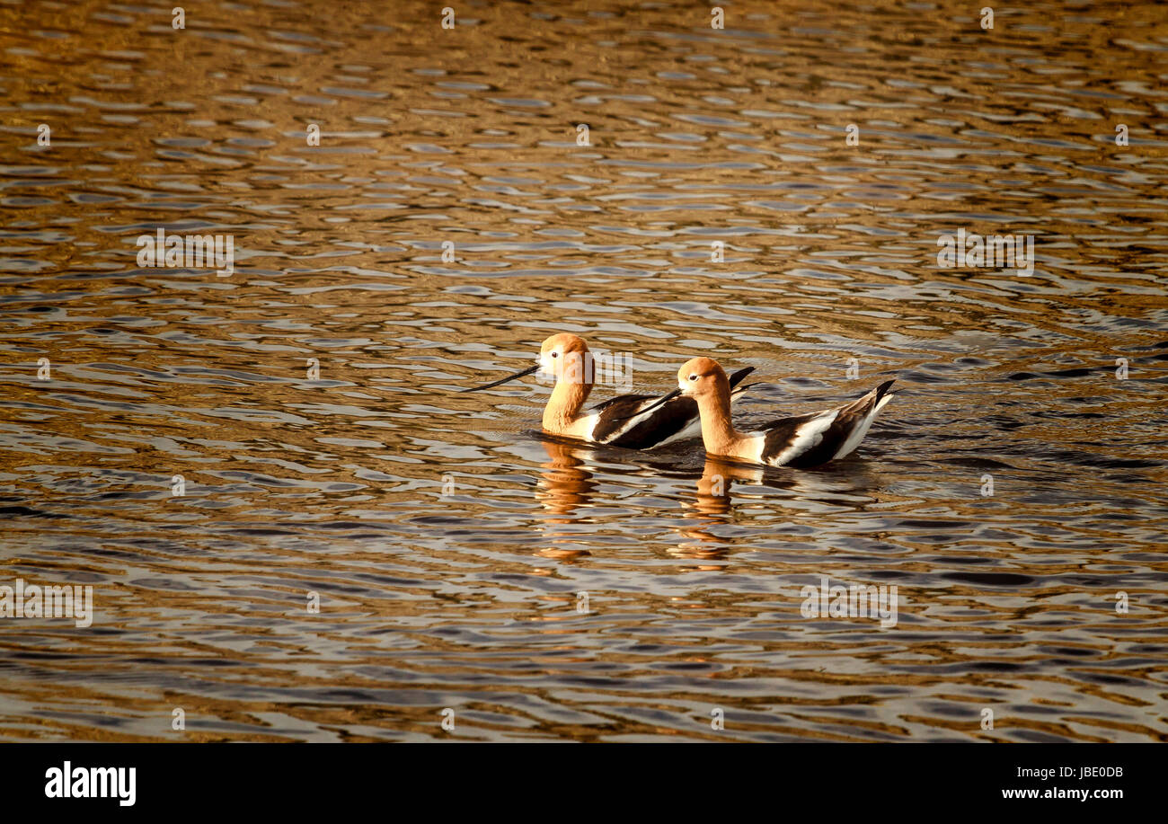 American avocet colours hi-res stock photography and images - Alamy