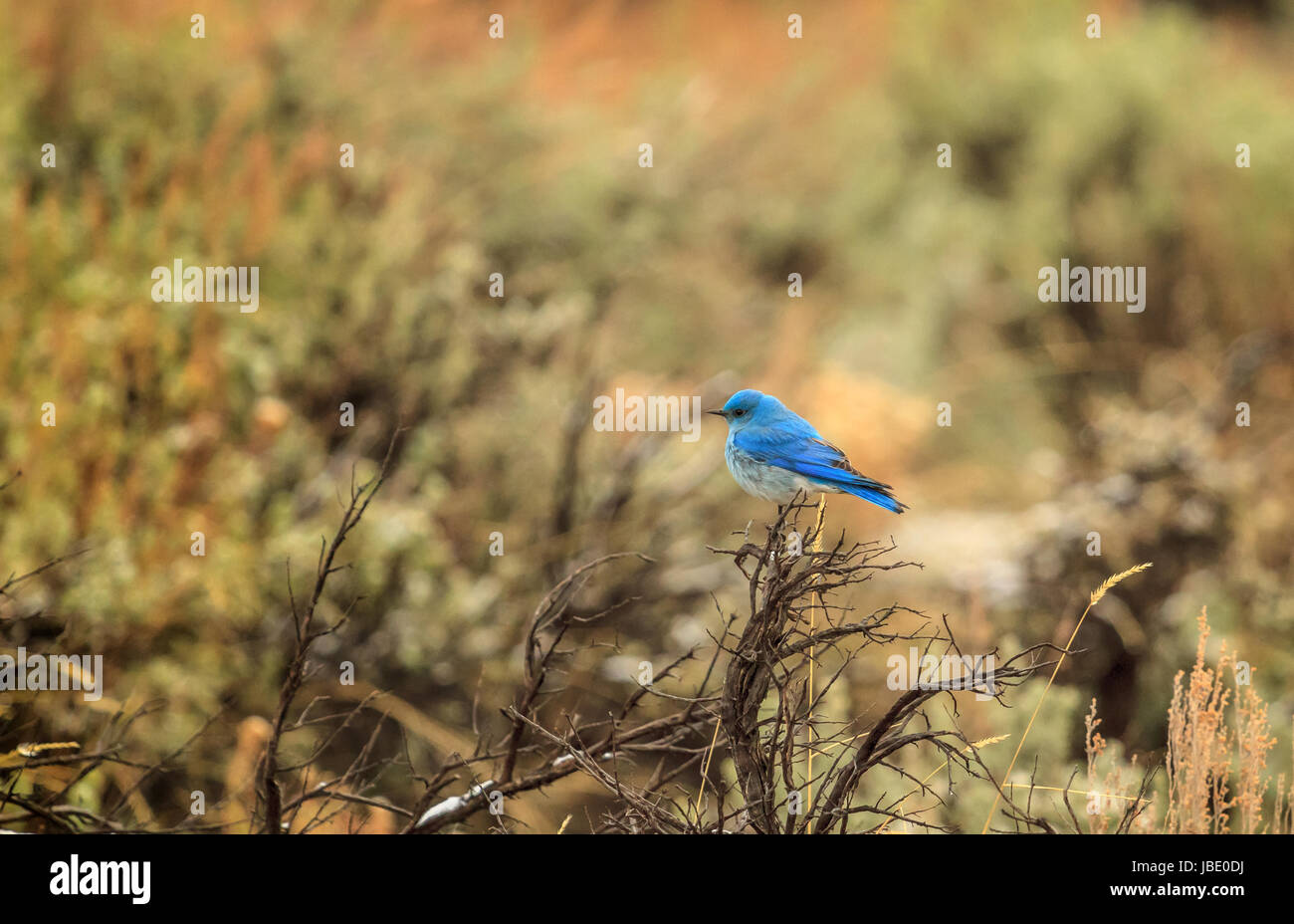 American bluebird hi-res stock photography and images - Alamy