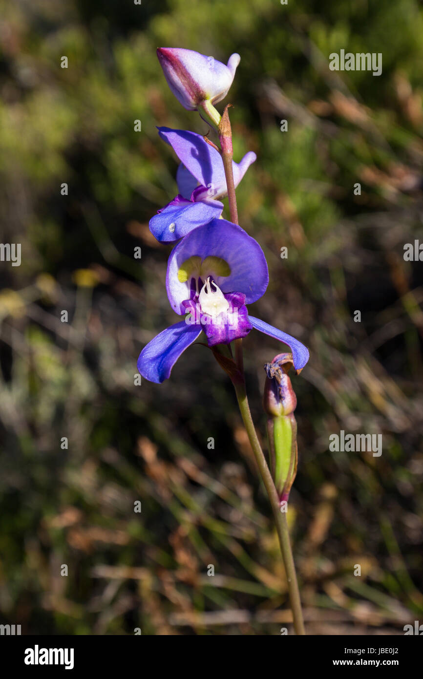 Blue Disa - Disa graminifolia - Cape Town flora Stock Photo - Alamy