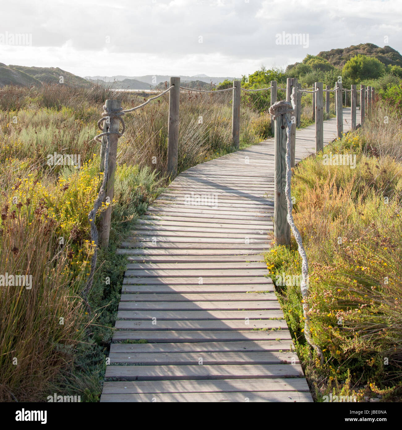 Wooden path crossing grass field in summer Stock Photo - Alamy