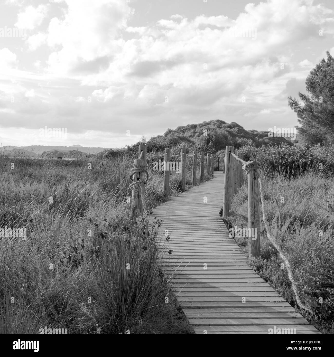 Tall grass path Black and White Stock Photos & Images - Alamy