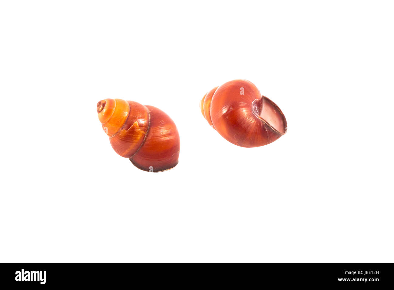 Deep brown shell Cut Out Stock Images & Pictures - Alamy