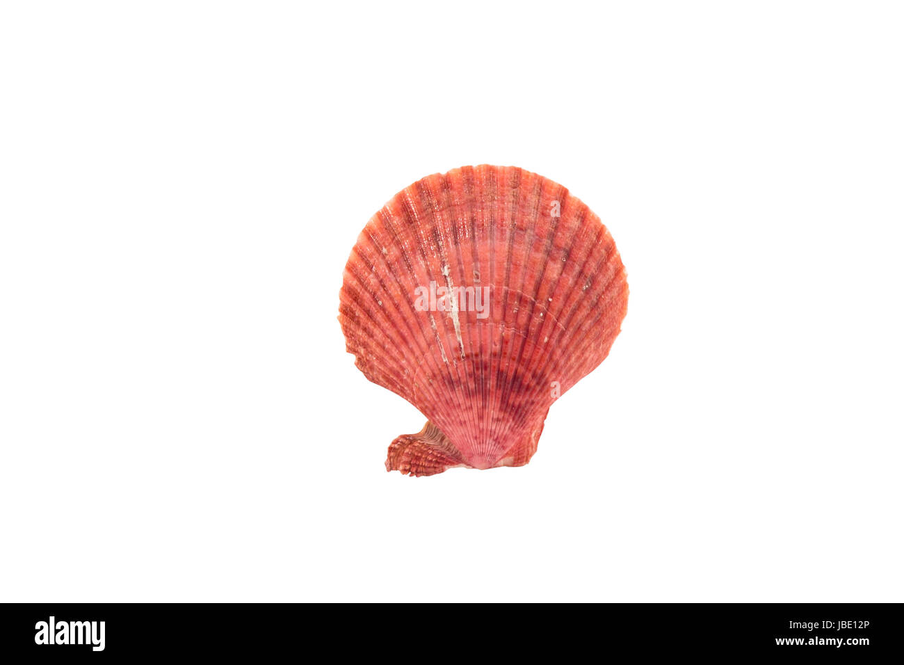 Deep brown shell Cut Out Stock Images & Pictures - Alamy