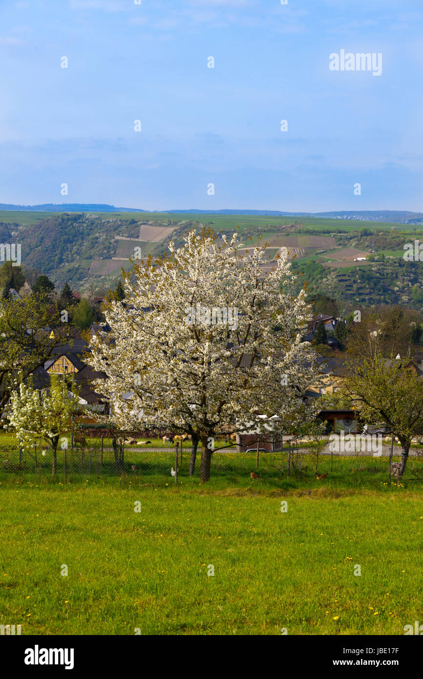 Kirschbaum vor hügeliger Landschaft Stock Photo - Alamy