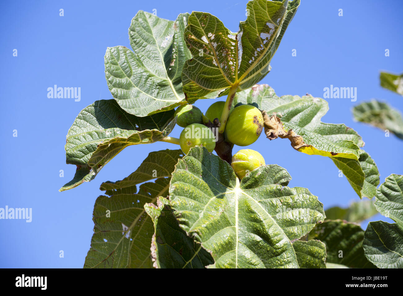 Feigenbaum Mit Frchten