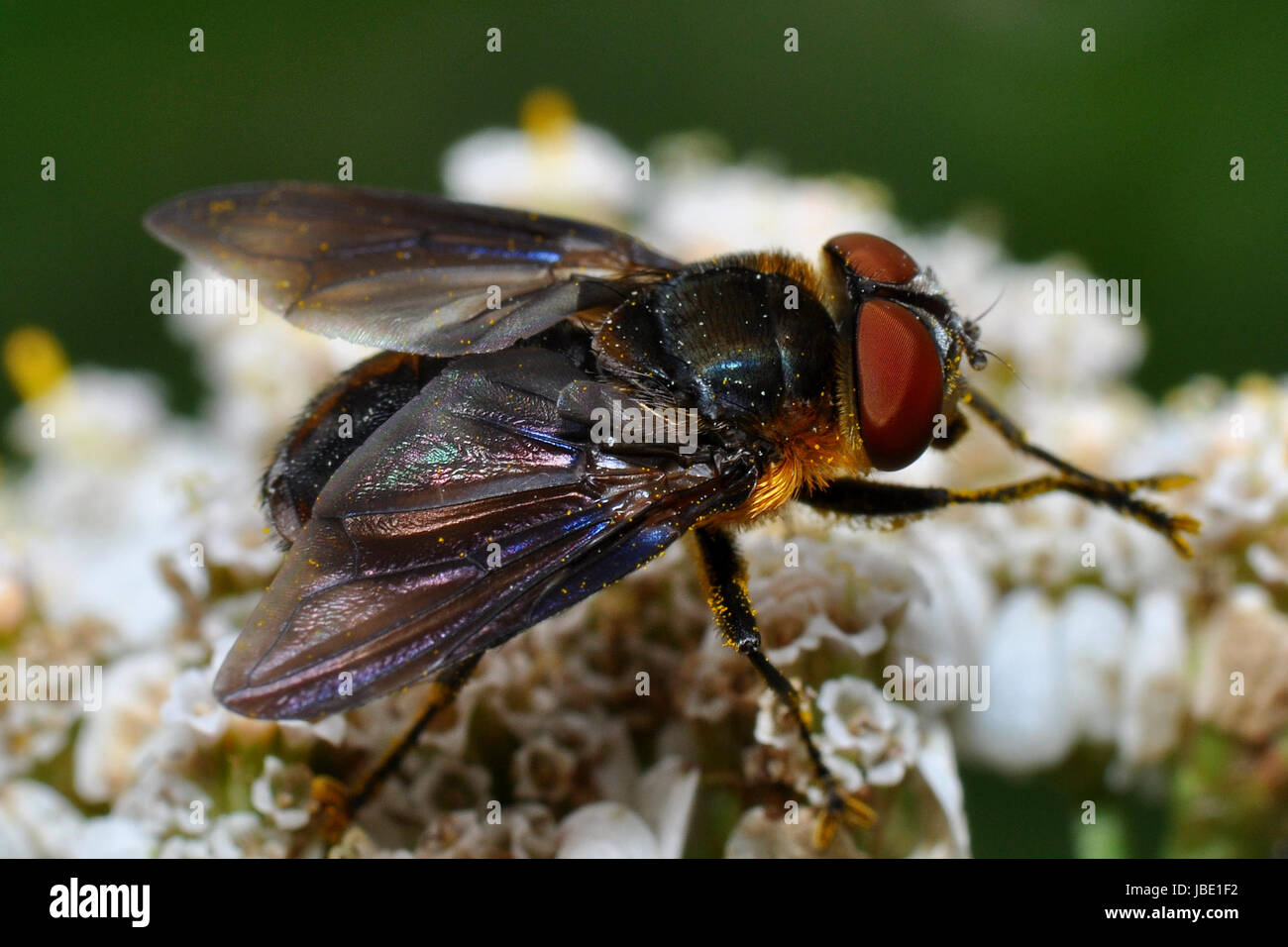 Macro bristles hi-res stock photography and images - Alamy